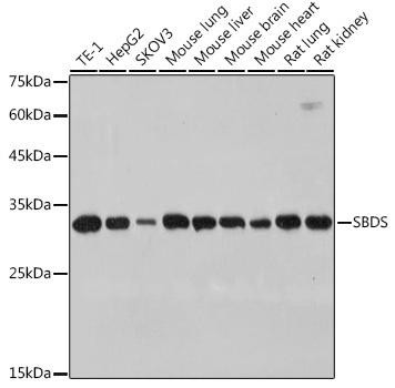 SBDS Monoclonal Antibody (CAB0796)