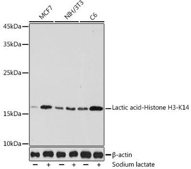 Lactic acid-Histone H3-K14 Antibody (CAB18808)