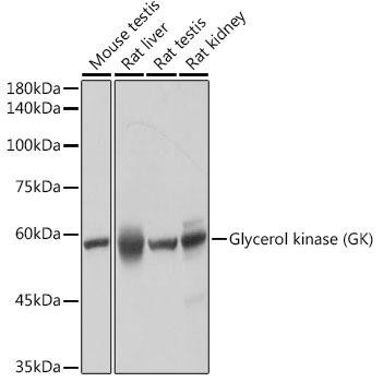 Glycerol kinase (GK) Monoclonal Antibody (CAB19221)