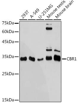 CBR1 Monoclonal Antibody (CAB19263)