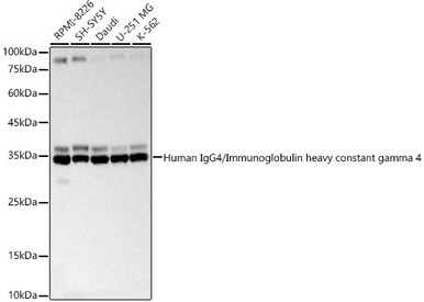 Human IgG4/Immunoglobulin heavy constant gamma 4 Polyclonal Antibody ...
