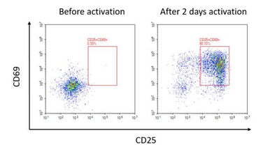 Human CD3/CD28 T Cell Activation Beads (AKES212)