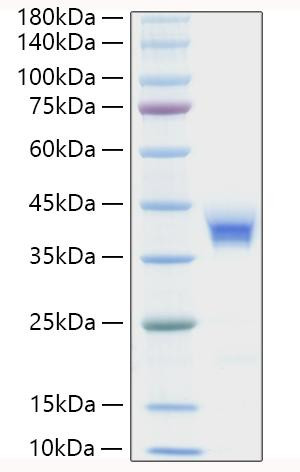 Recombinant Human BST-1/CD157 Protein (RPCB0662) - Assay Genie Japan
