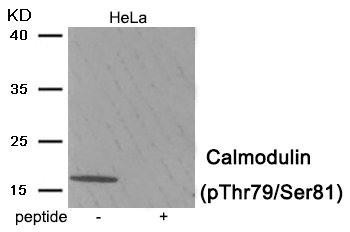 Anti-Phospho-CALM1 (Thr79/Ser81) 抗体 (PACO24064) | WB