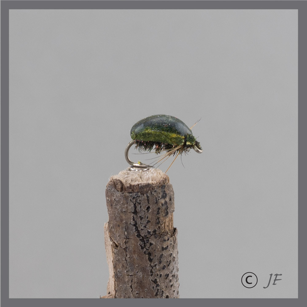 True Manuka Beetle - Armadale Angling