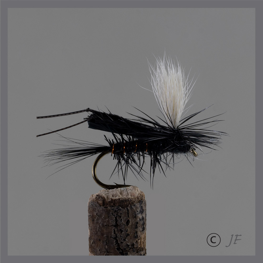 Para Cricket - Armadale Angling