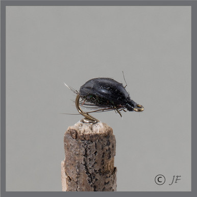 Black Water Beetle - Armadale Angling