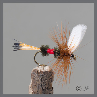 Royal Coachman - Armadale Angling