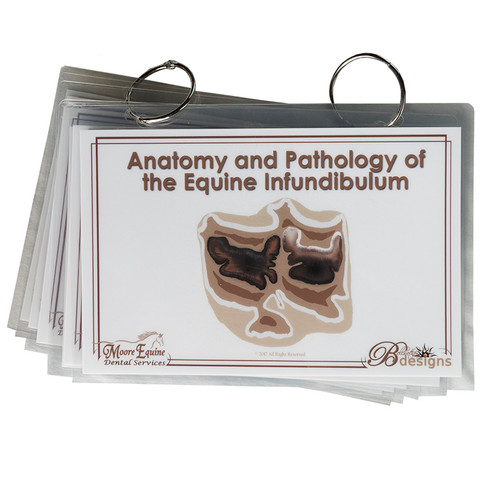 Anatomy and Pathology of Equine Infundibulum Booklet - Equine Specialties