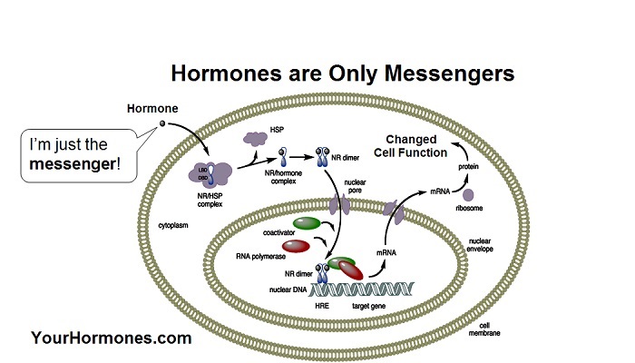 Hormones are Only Messengers - Your Hormones