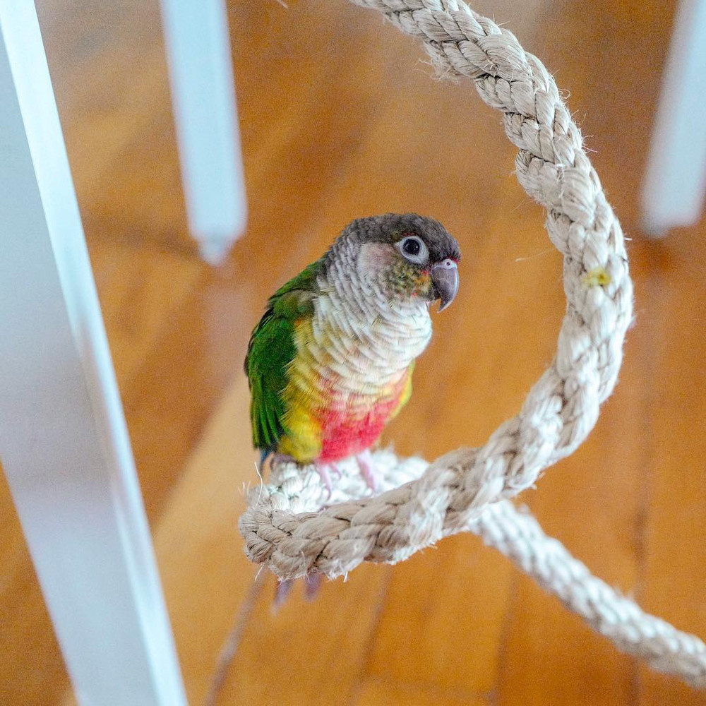 Kaya the conure chilling on her Planet Pleasures "Boing" Bird Perch ...