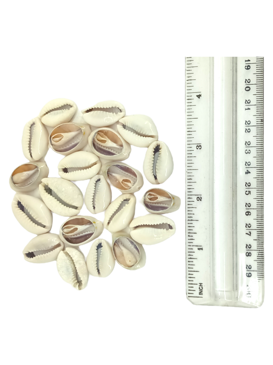 Cowrie Shells / Set of 21 / Divination & Orisha Rituals - Botanica San ...