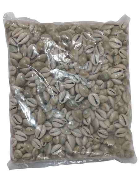 Cowrie Shells / Grey / 2 LBS / Divination & Spiritual Offerings ...