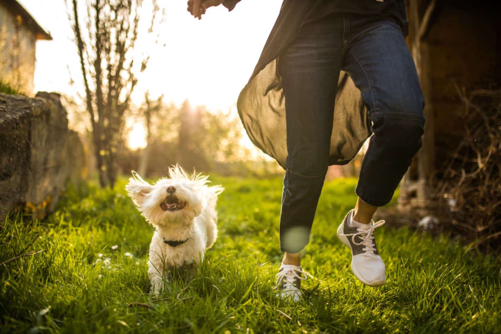 Understanding Pet Behavior: Keys to a Happy and Well-Adjusted Companion ...