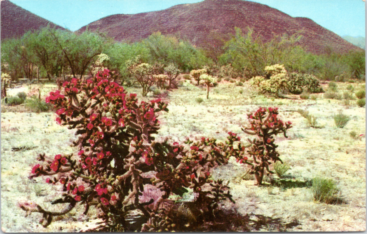 Staghorn Cholla