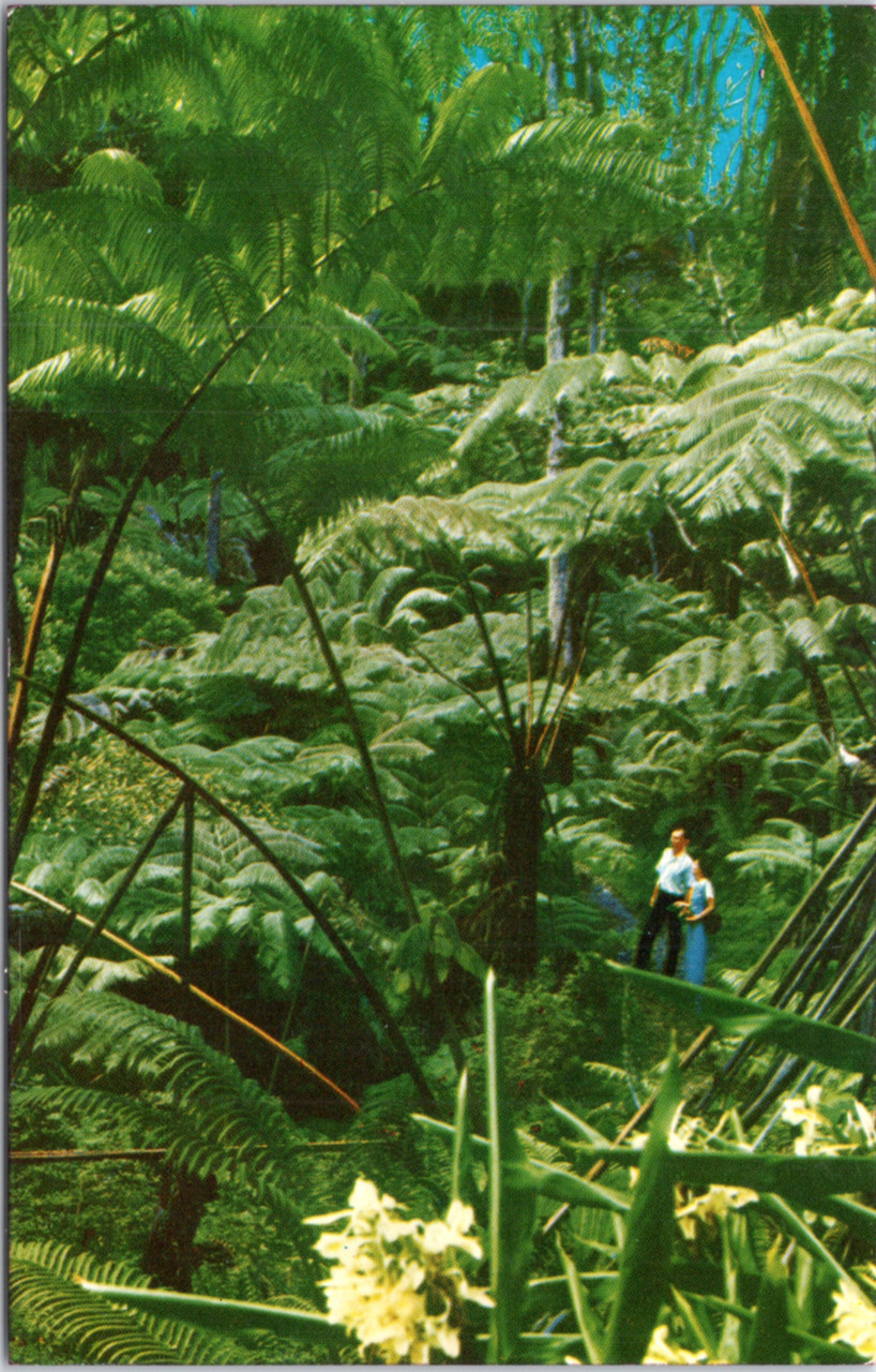 Tree Fern Forest