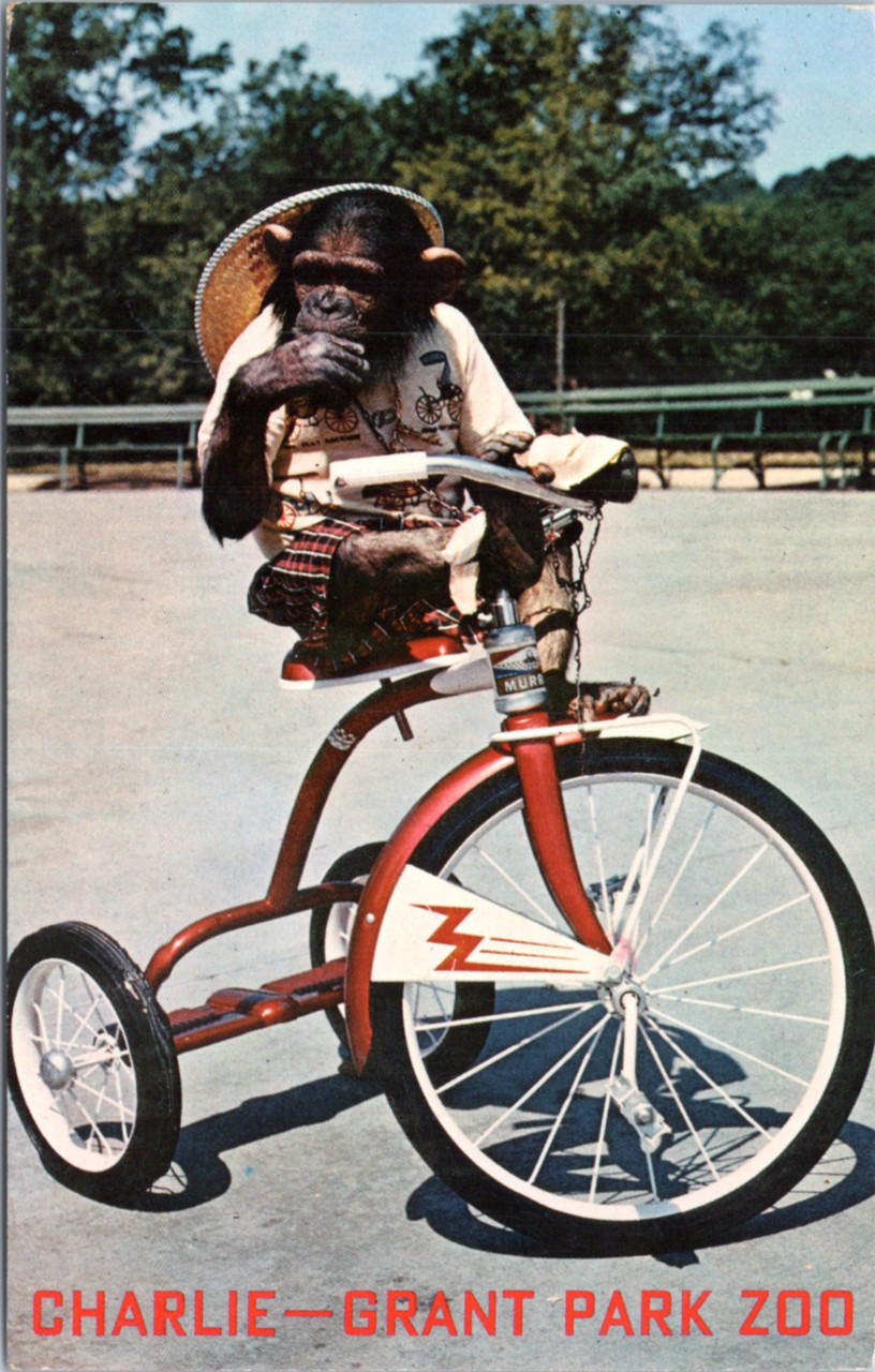 Charlie Chimpanzee on tricycle at Atlanta's Grant Park Zoo - The Gayraj