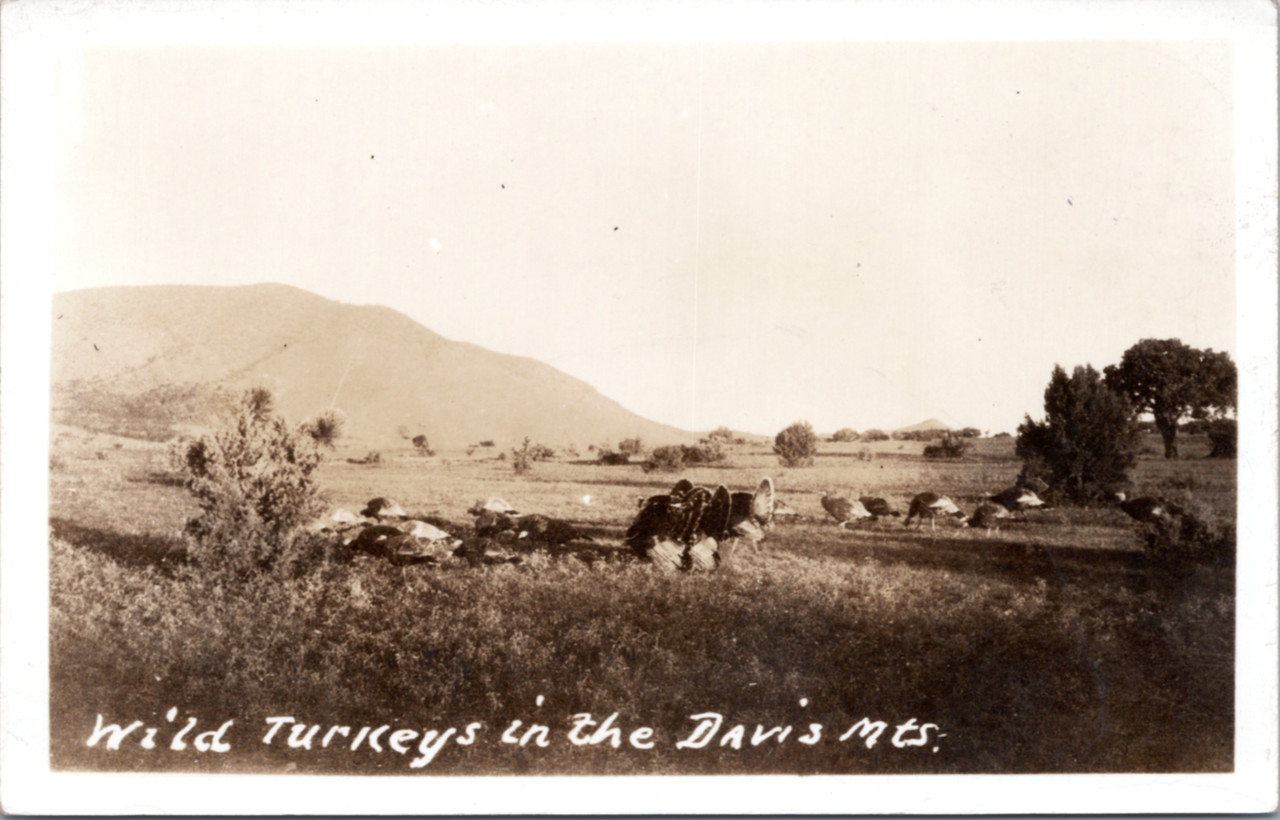 Wild Turkeys in the Davis Mountains - The Gayraj