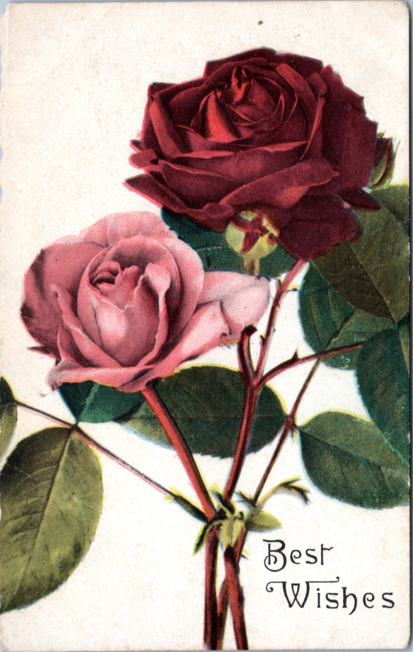 Best Wishes -- Roses - The Gayraj