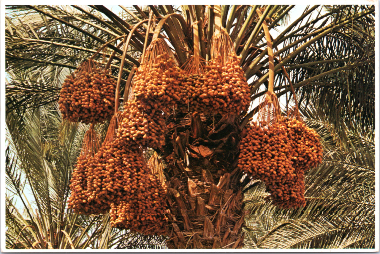 Date tree - dates ready for picking - The Gayraj