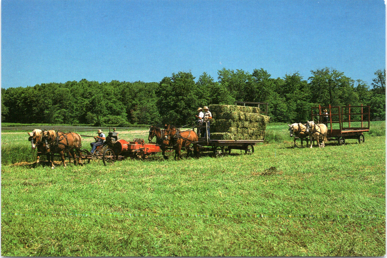 Amish scene at hay making time - horse-drawn bailer - The Gayraj