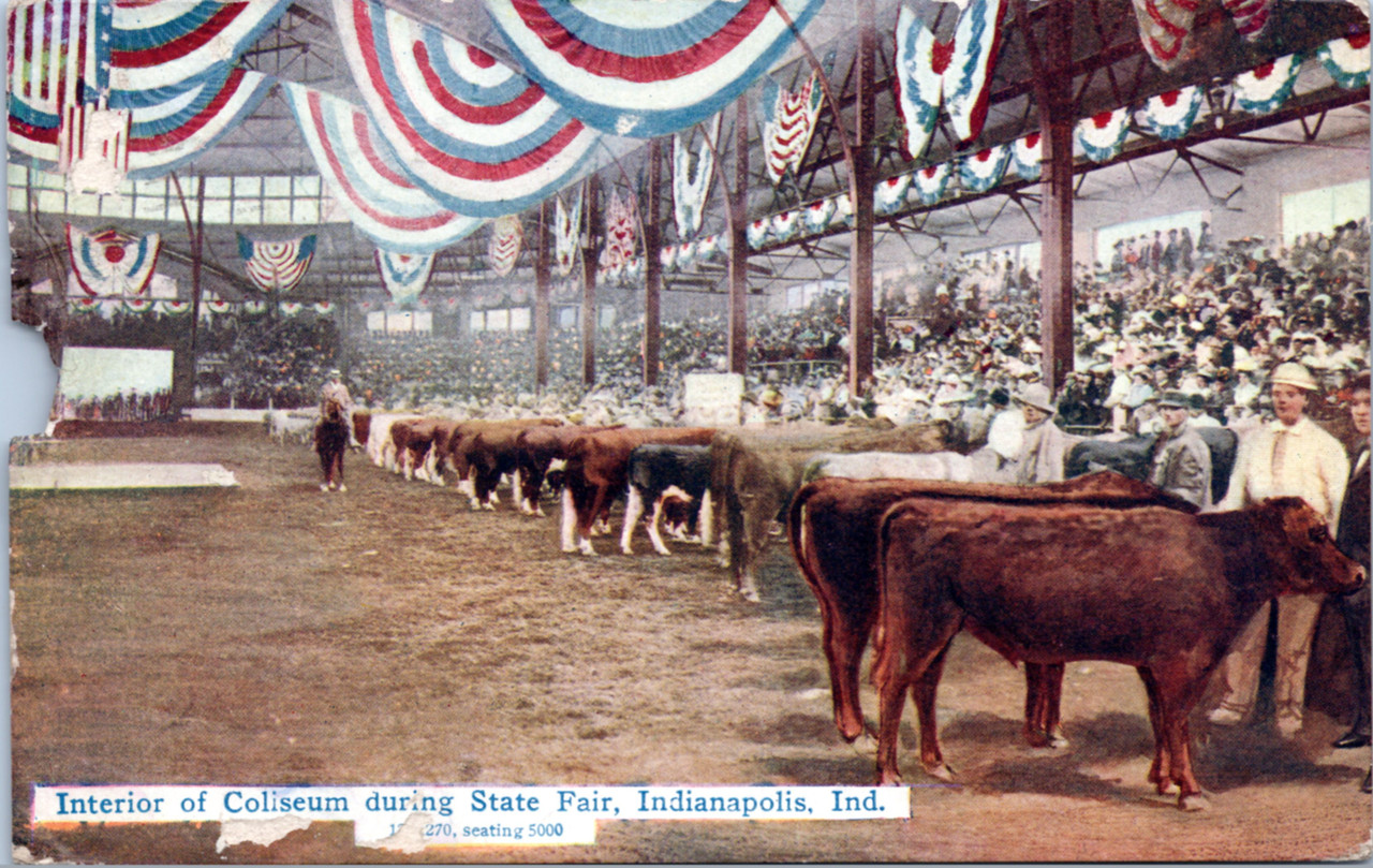 Interior of Coliseum during state Fair - cows - The Gayraj