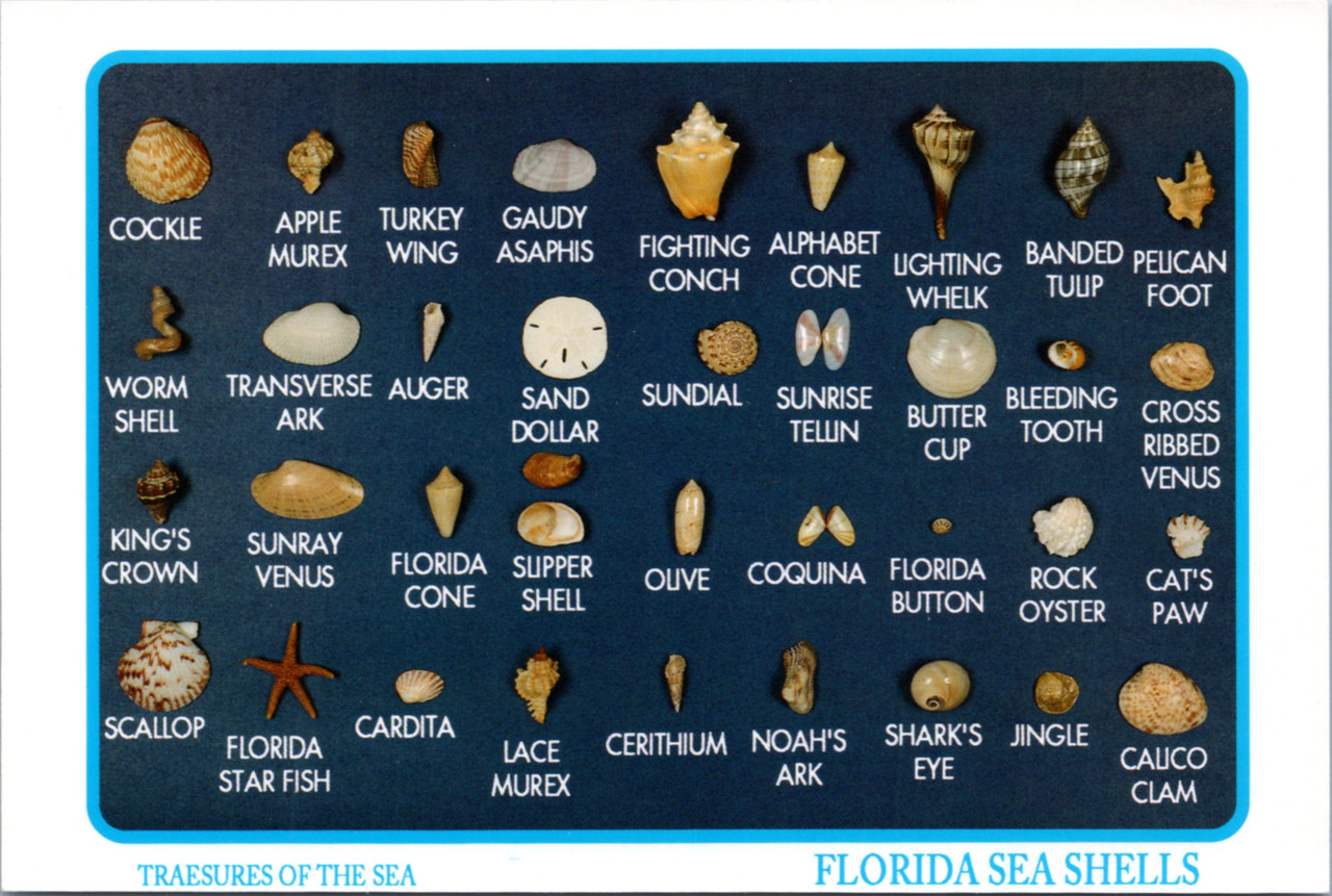 seashell identification guide