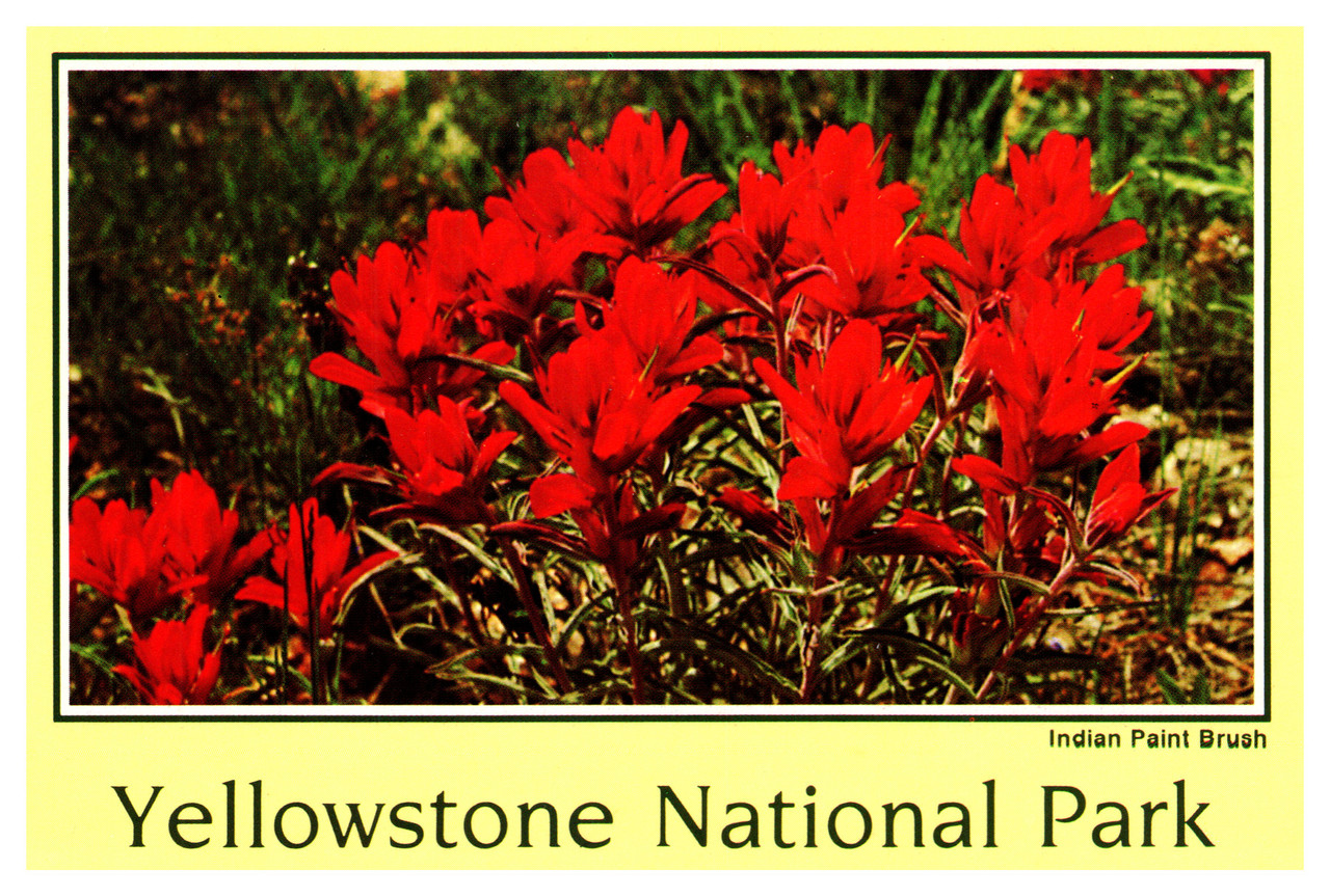 Yellowstone National Park - Indian Paint Brush (29-028) - The Gayraj