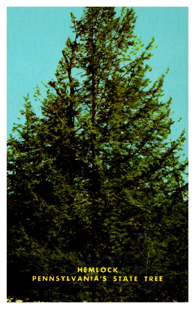 Hemlock - Pennsylvania's State Tree (29-535) - The Gayraj