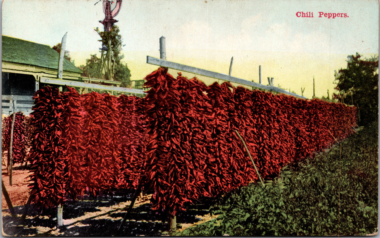 Chili Pepper farm - The Gayraj