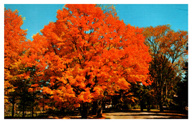 Sugar Maple - State Tree of Vermont - The Gayraj