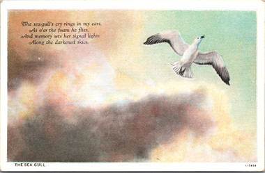 Sea gull - poem - The Gayraj