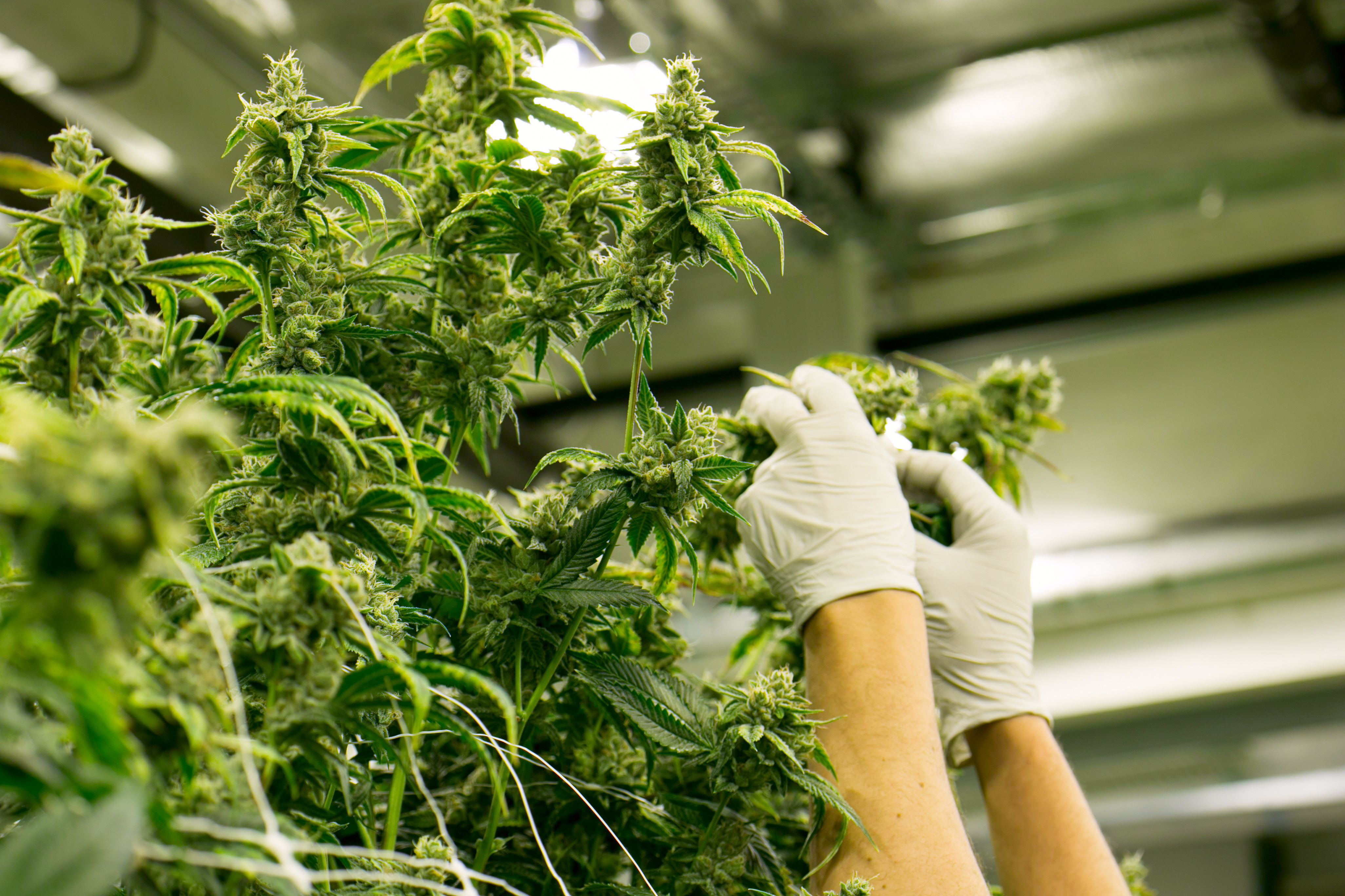 Revolutionizing Cannabis Processing: The Future of Automatic Cannabis ...