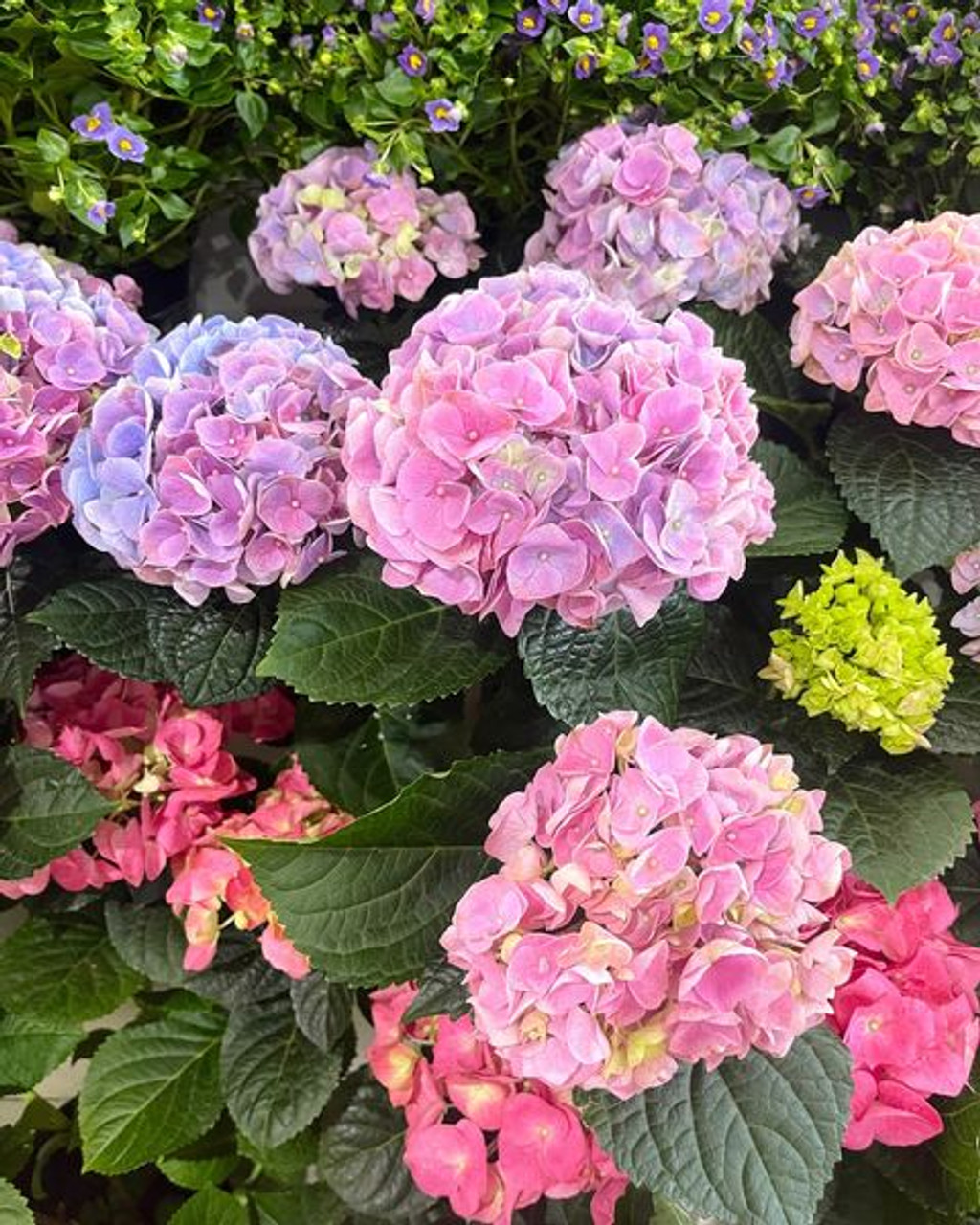 How Do Growing Conditions Affect Hydrangea Bloom Color - Vogue Flowers