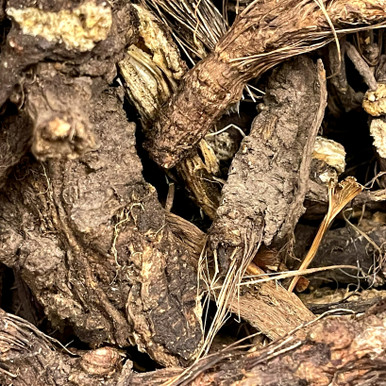 Osha Root - Old Town Herbal