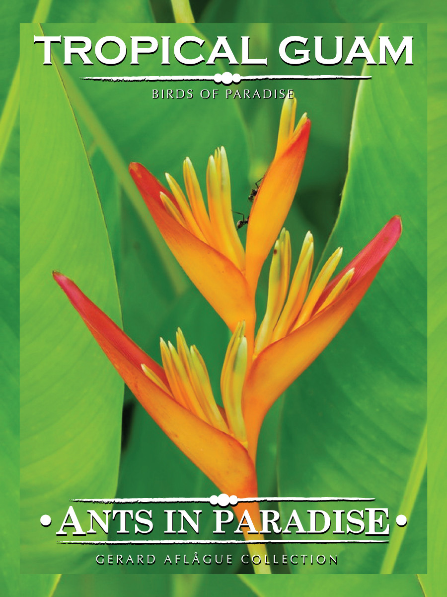Paradisebirds Valery Imgchili