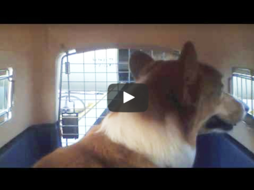 Undercover Video - Inside of Cargo Area of Plane - DryFur®