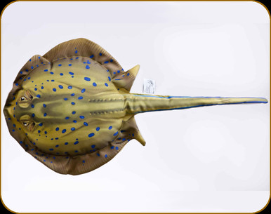 GABY - Bluespotted Stingray Pillow - Medium - 33" - GP-175372 - Prophet ...