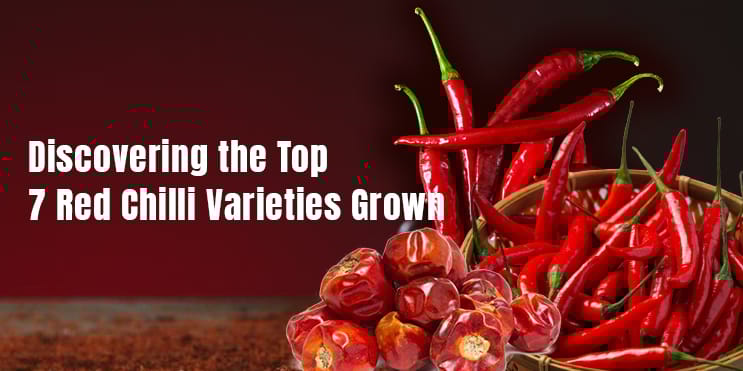 Discovering the Top 10 Red Chilli Varieties Grown in India - www.suryamasale.com