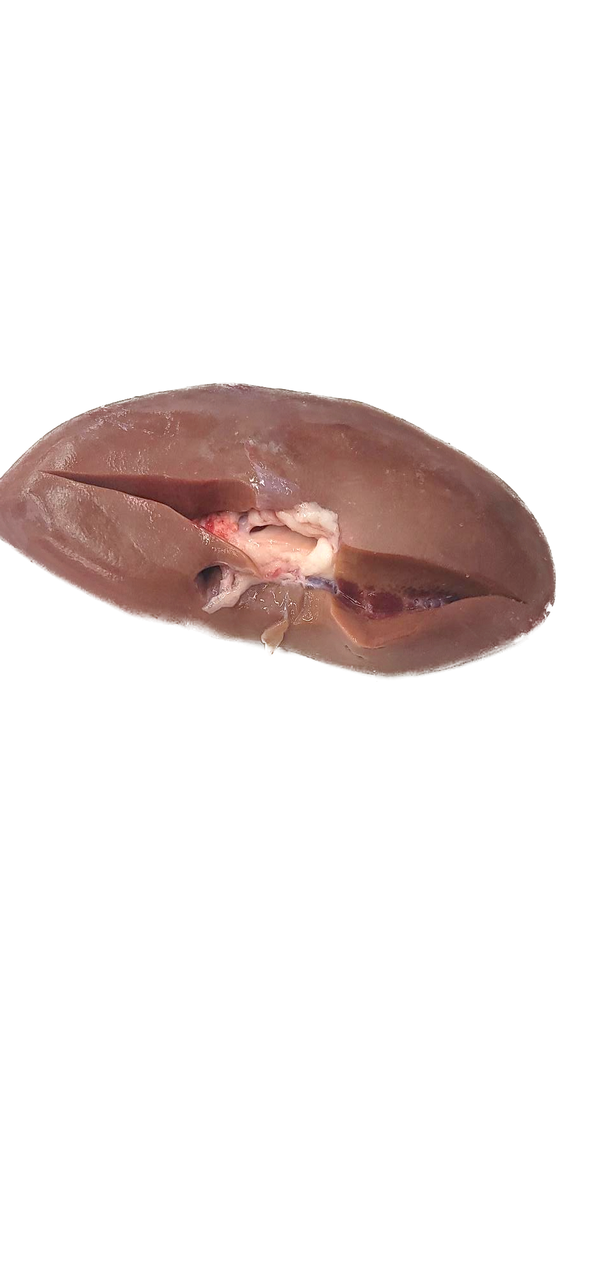 Pork Kidney