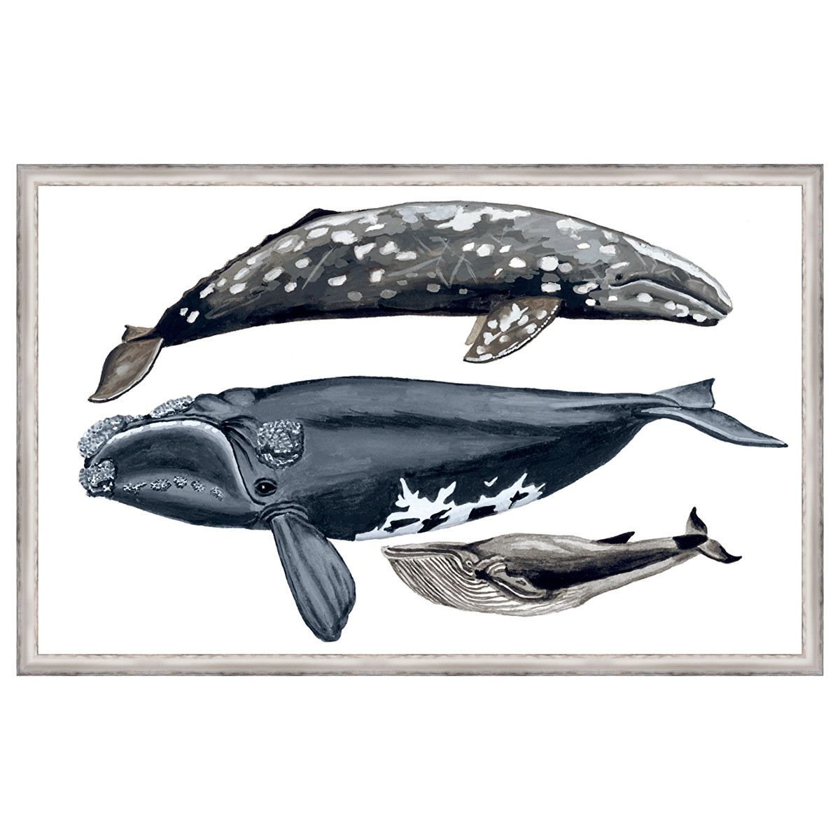 Big Blue Whale Framed Prints - Set of 3 | Bella Coastal Decor