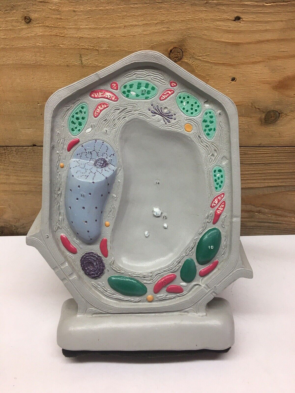 Carolina Biological Supply Plant Cell Model Classroom For Sale