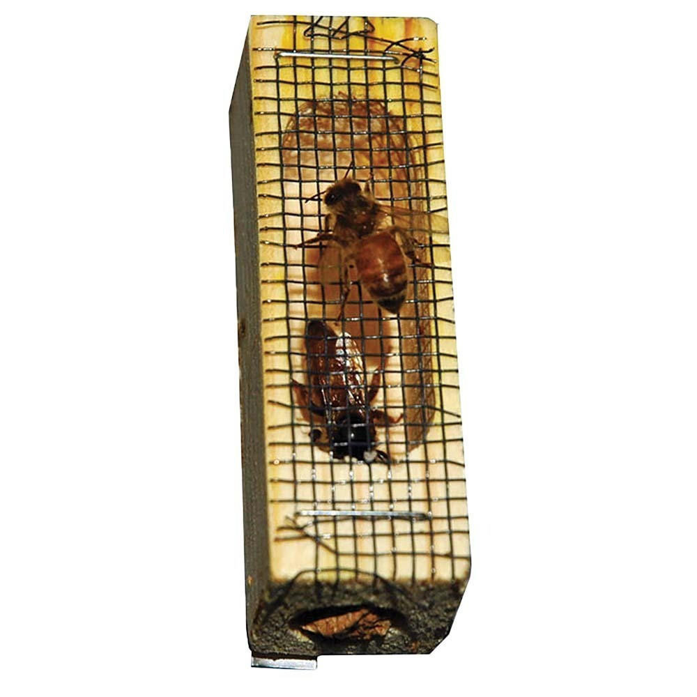 Southern Italian Hybrid Package Bees | Mann Lake