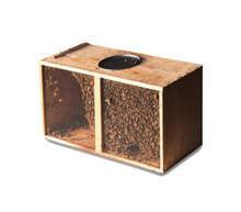California Russian-Carniolan Package Bees - Live Package Bees | Mann lake