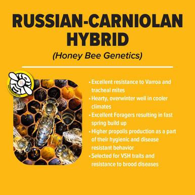Russian-Carniolan Hybrid Package Bees | Mann Lake