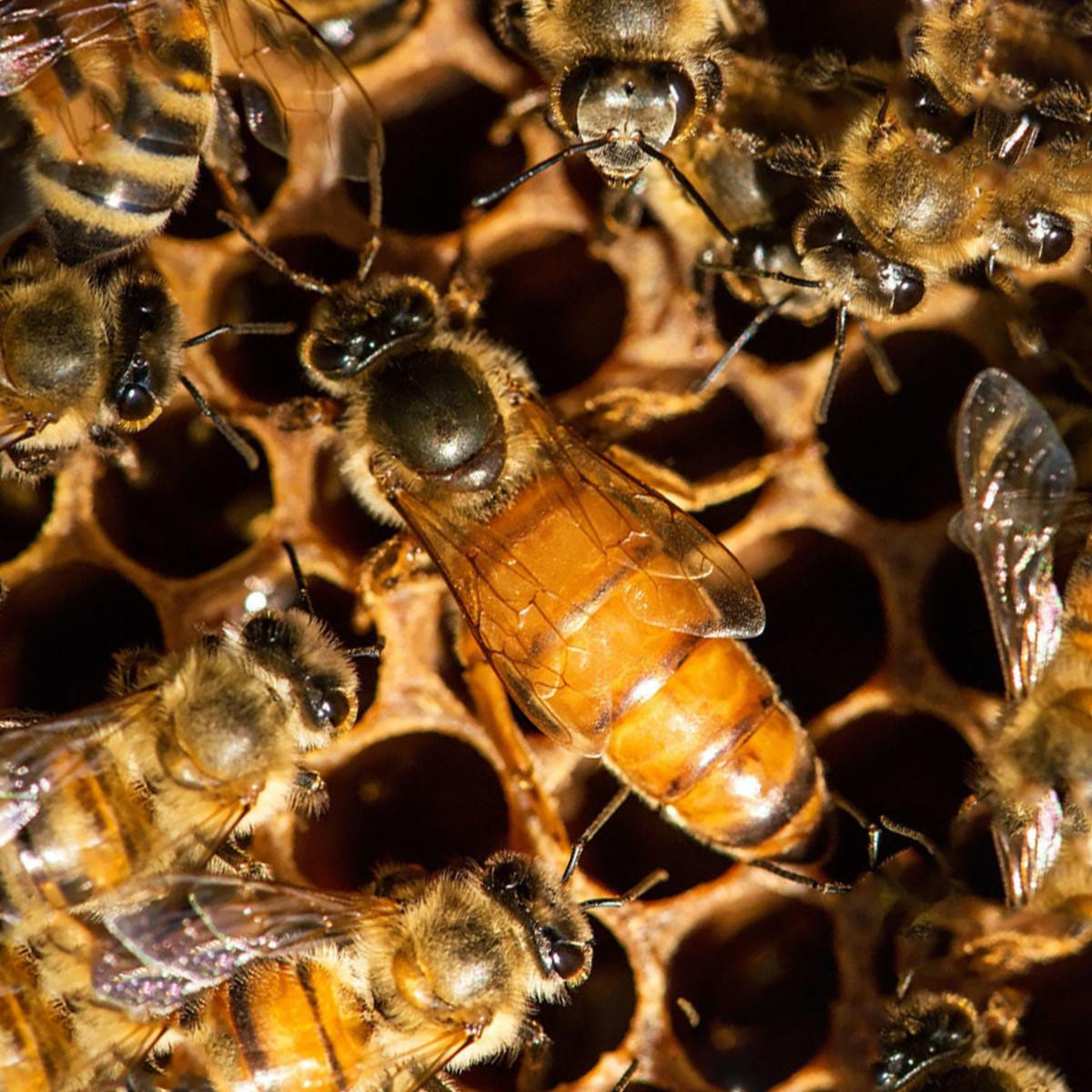 California Russian-Carniolan Queen Bee