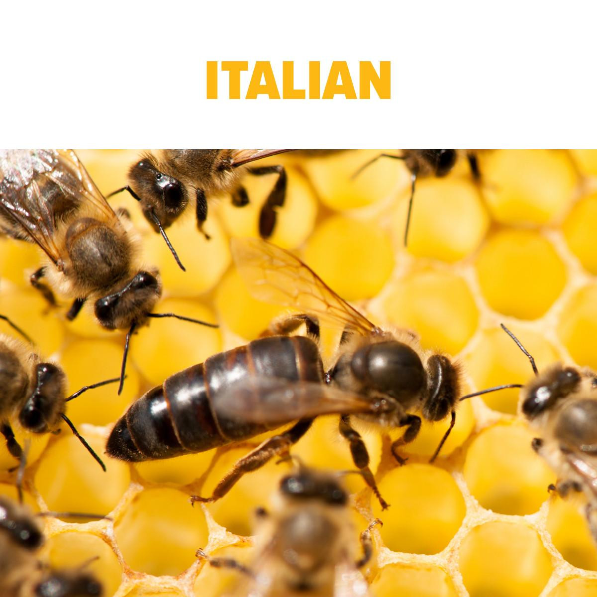 Italian Package Bees - Live Package Bees | Mann Lake