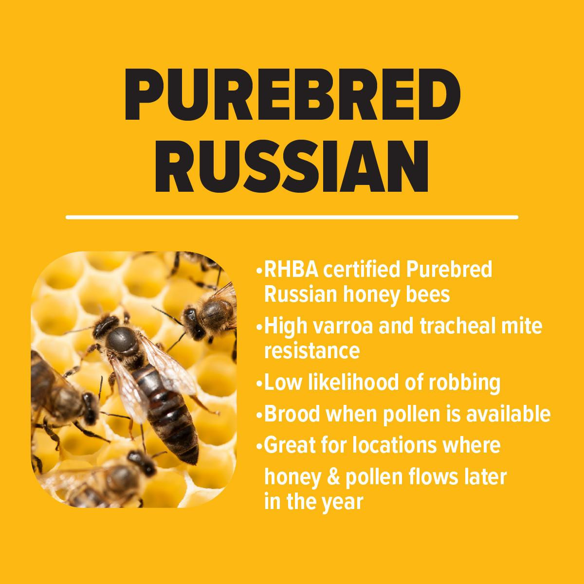 Purebred Russian Bees - Package Bees | Mann Lake