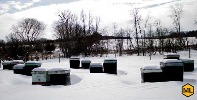 3 Tips For How To Winterize A Beehive - Mann Lake Bee & Ag Supply