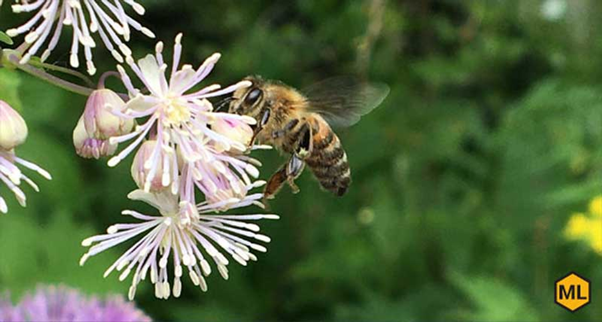 8 Different Ways To Protect Honey Bees - Mann Lake Bee & Ag Supply